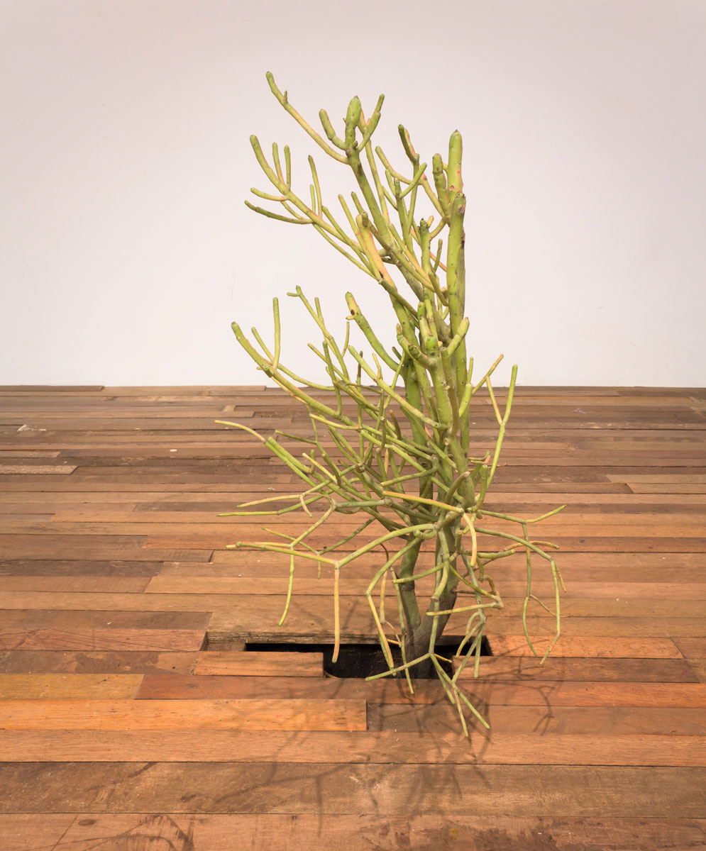 Nicolás Paris y el olor de la tierra mojada - Cerosetenta