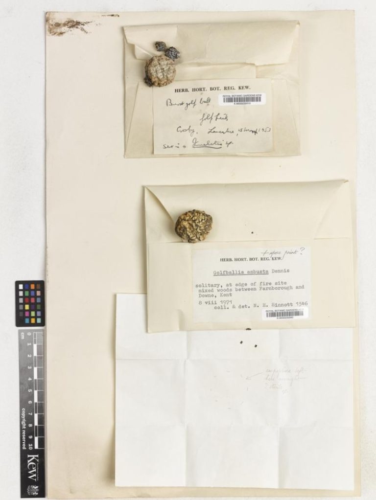 El momento dadá de la micología / Uno y tres hongos - Cerosetenta